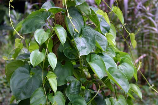 Canoe Crops | Images of Old Hawaiʻi