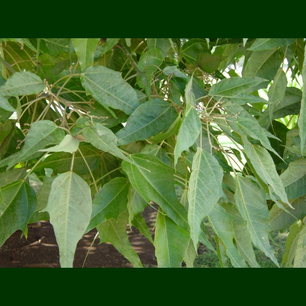 Canoe Crops | Images of Old Hawaiʻi
