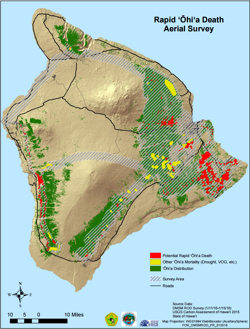 ʻŌhiʻa | Images of Old Hawaiʻi