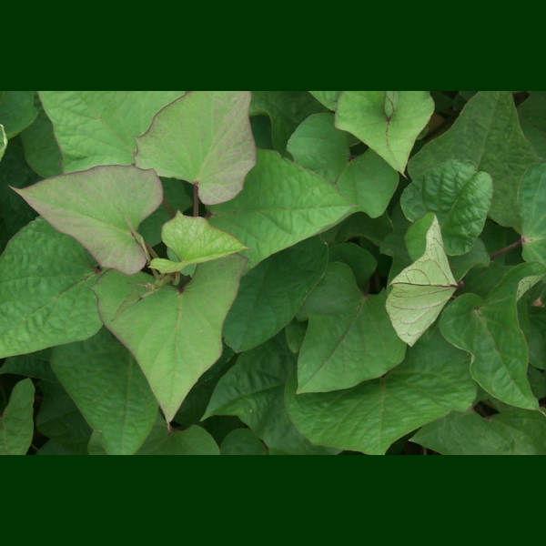 Canoe Crops | Images of Old Hawaiʻi