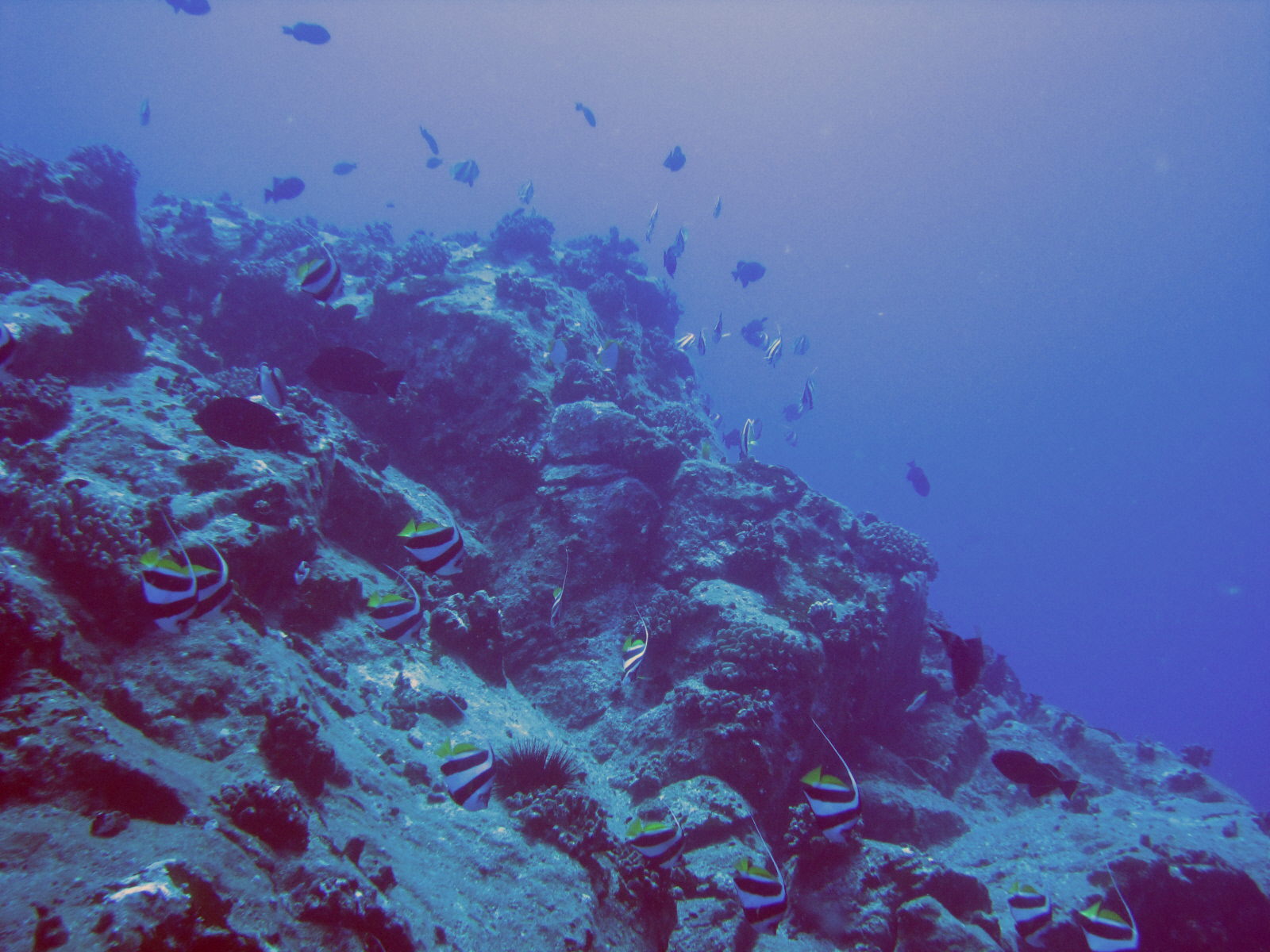 Kaʻula | Images of Old Hawaiʻi