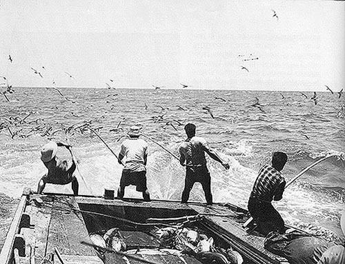 Nehu | Images of Old Hawaiʻi