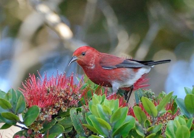 Lawaiʻa Manu | Images of Old Hawaiʻi