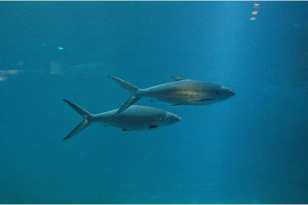 Oneawa | Images of Old Hawaiʻi