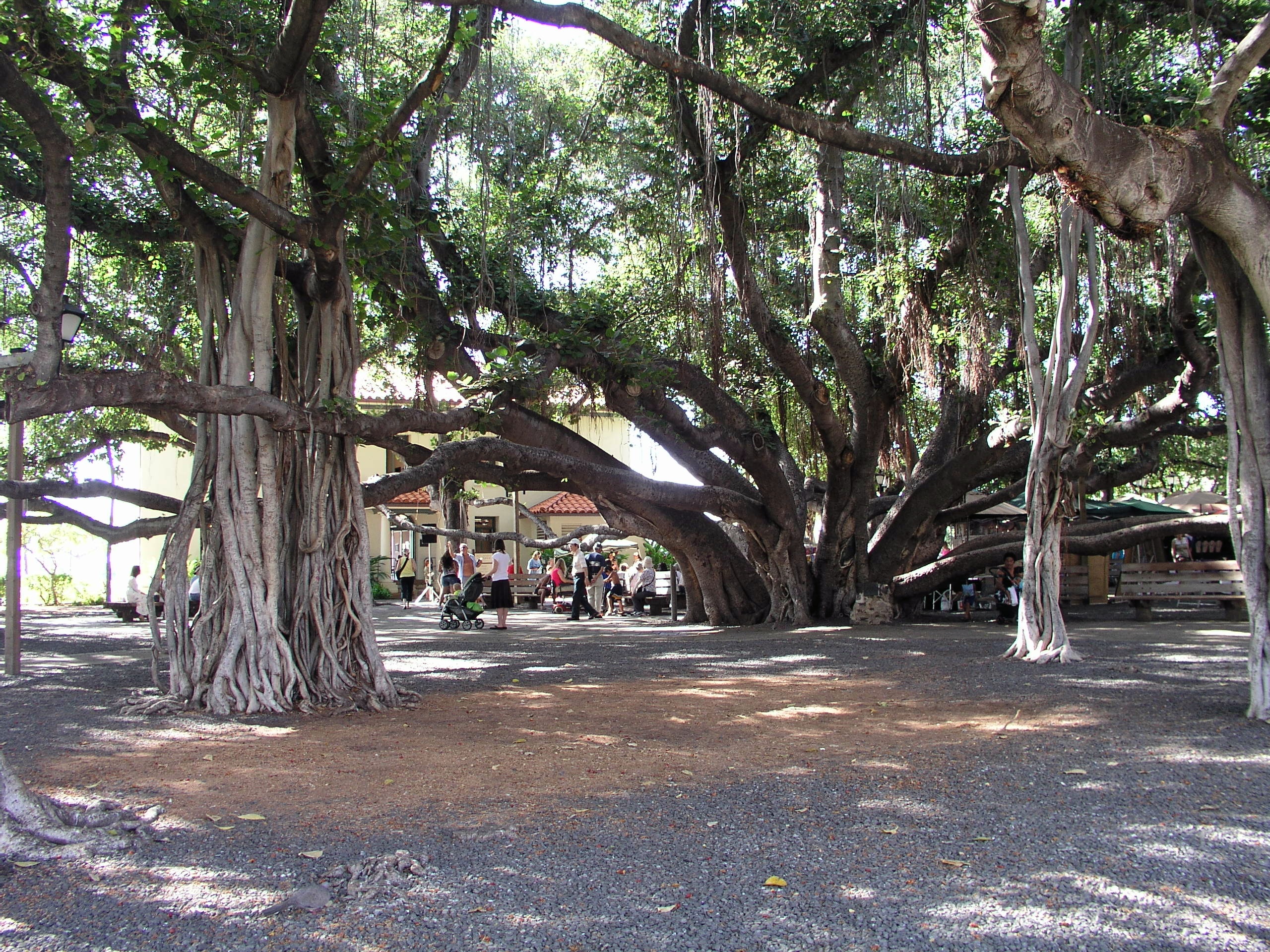 Lāhainā Banyan Tree | Images of Old Hawaiʻi
