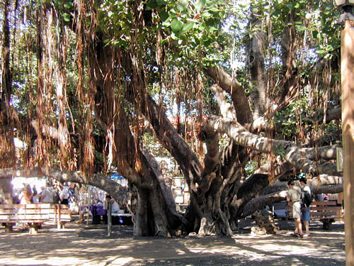 Lāhainā Banyan Tree | Images of Old Hawaiʻi
