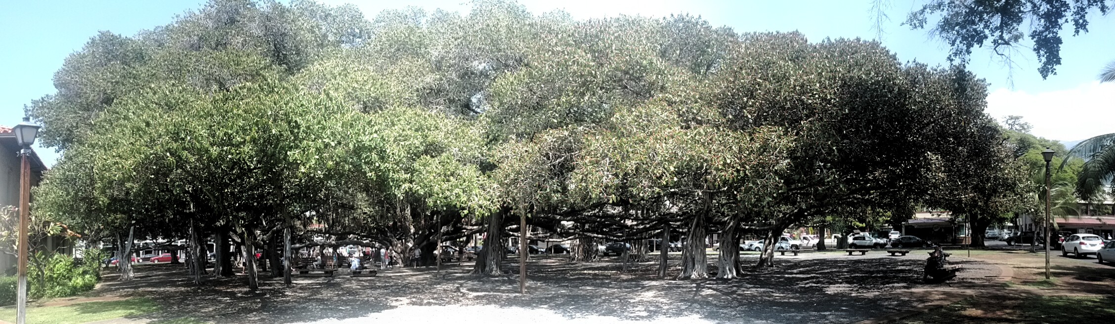 Lāhainā Banyan Tree | Images of Old Hawaiʻi
