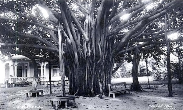 Banyan_tree_at_Ainahau-600 | Images of Old Hawaiʻi