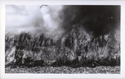 Cane Fire | Images of Old Hawaiʻi