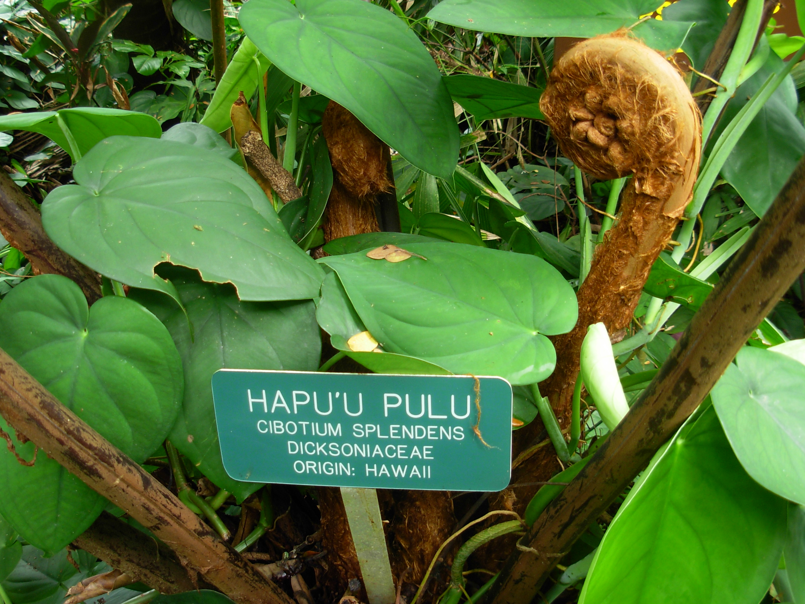 Pulu | Images of Old Hawaiʻi