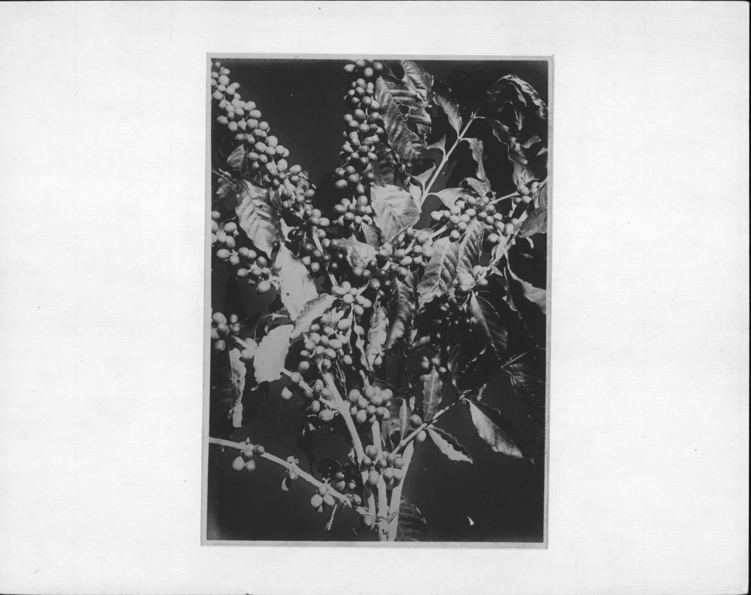 Captain Cook | Images of Old Hawaiʻi