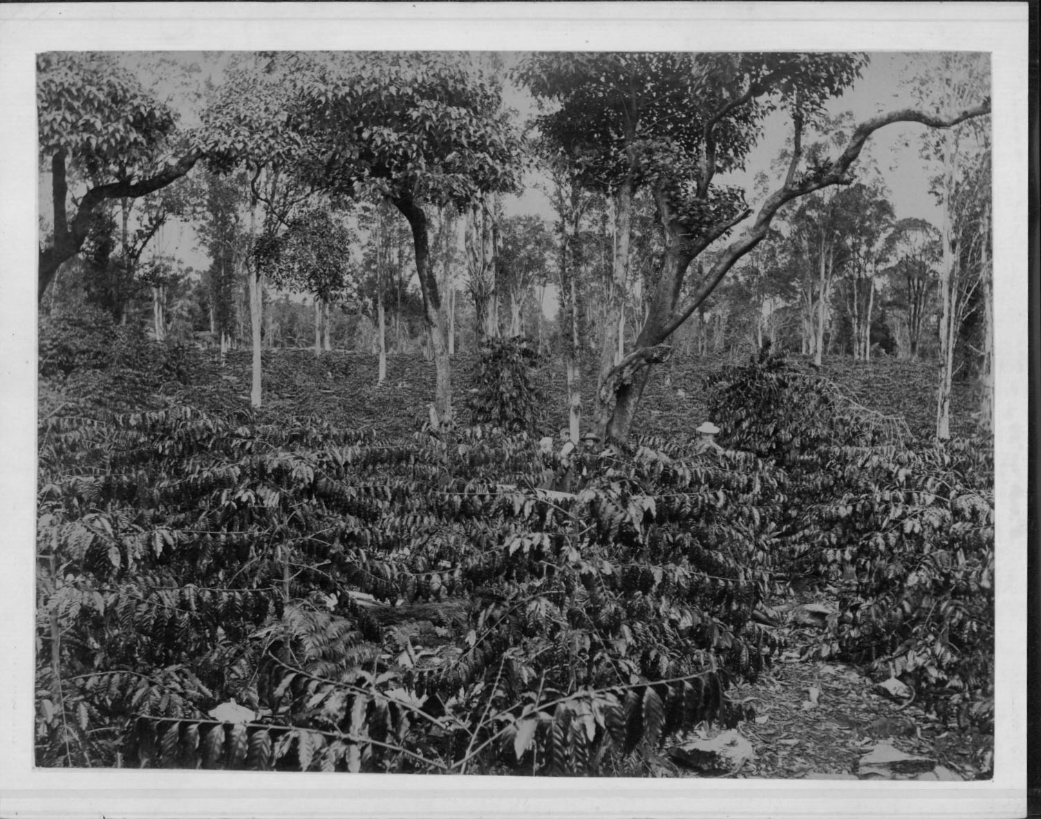 Captain Cook | Images of Old Hawaiʻi