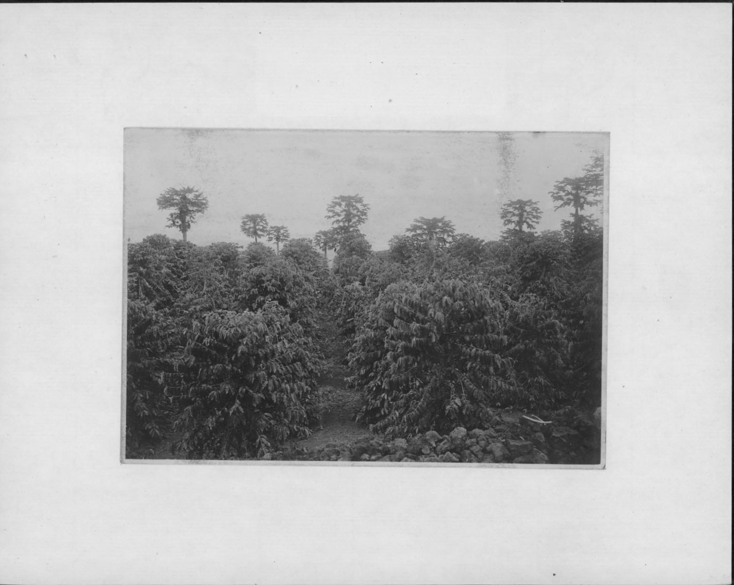 Captain Cook | Images of Old Hawaiʻi