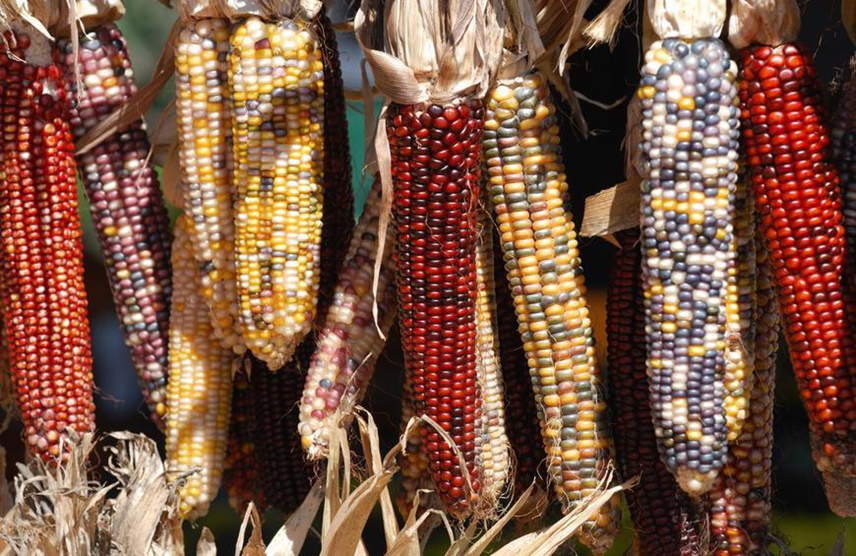 Corn | Images of Old Hawaiʻi