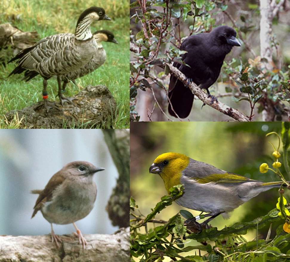 Endangered Birds and Their Recovery | Images of Old Hawaiʻi