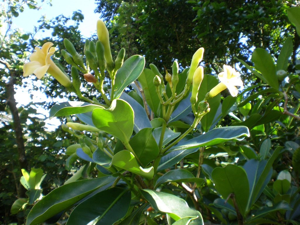 Puakenikeni | Images of Old Hawaiʻi