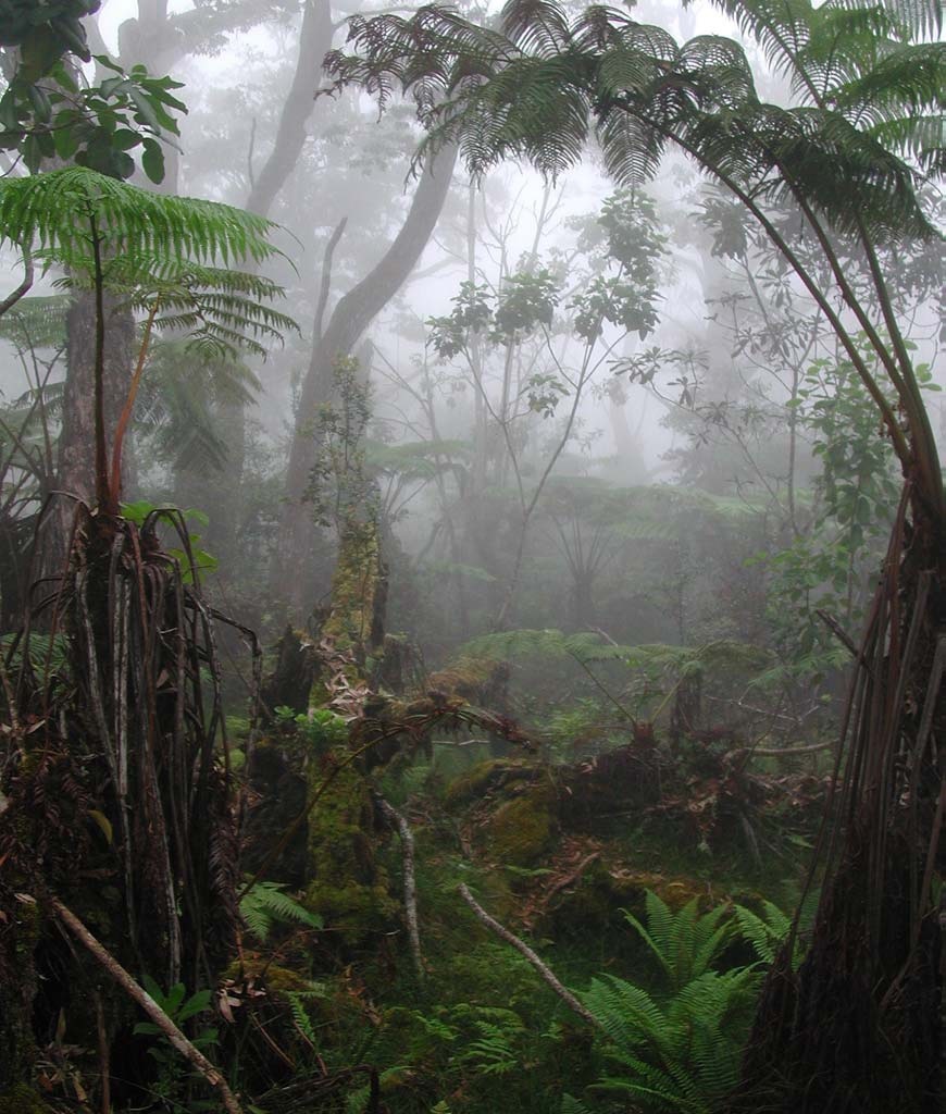 He keiki aloha nā mea kanu | Images of Old Hawaiʻi