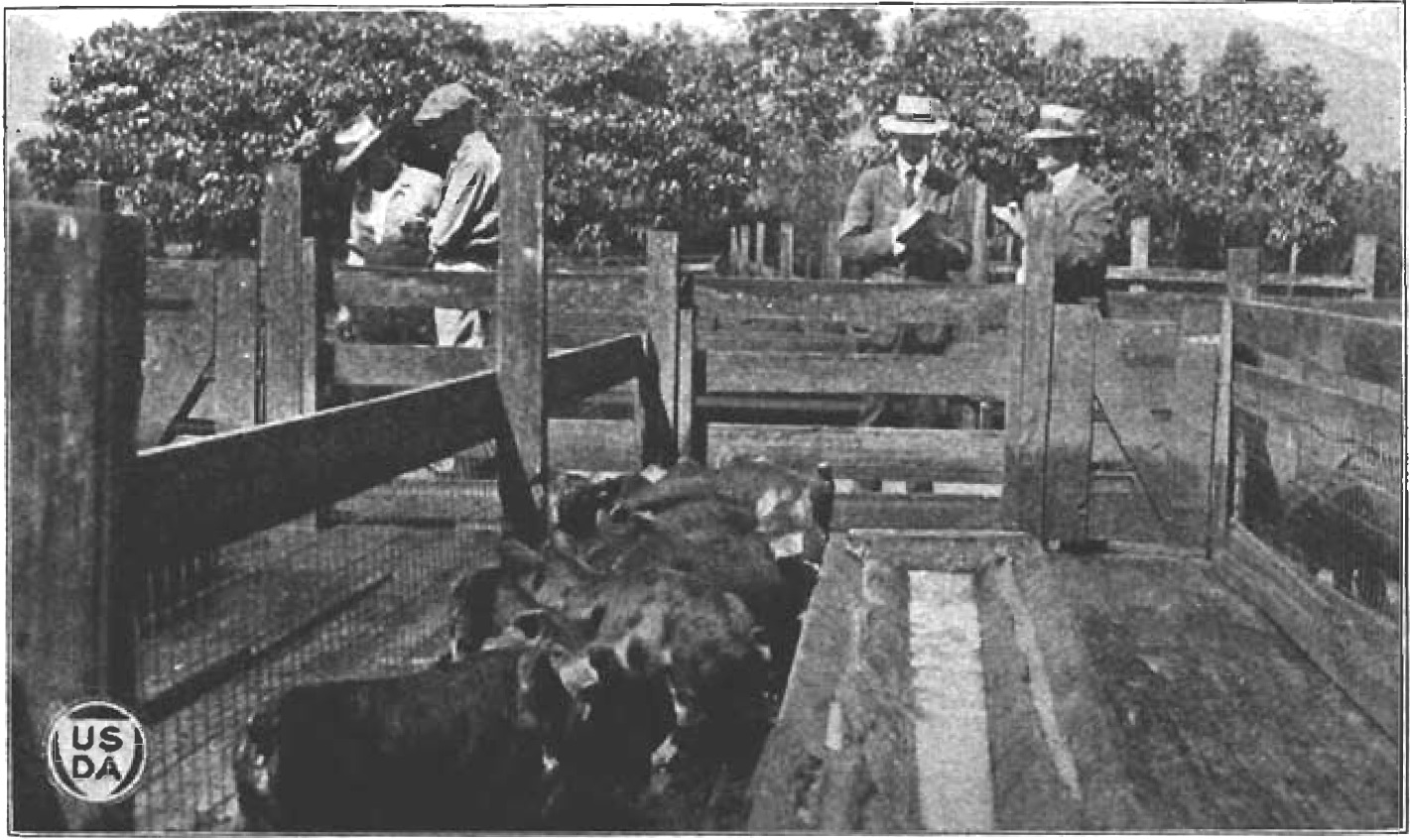 Kemo‘o Farm | Images of Old Hawaiʻi
