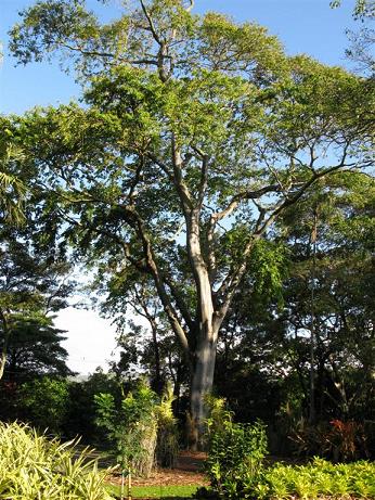 Foster Botanical Garden | Images of Old Hawaiʻi