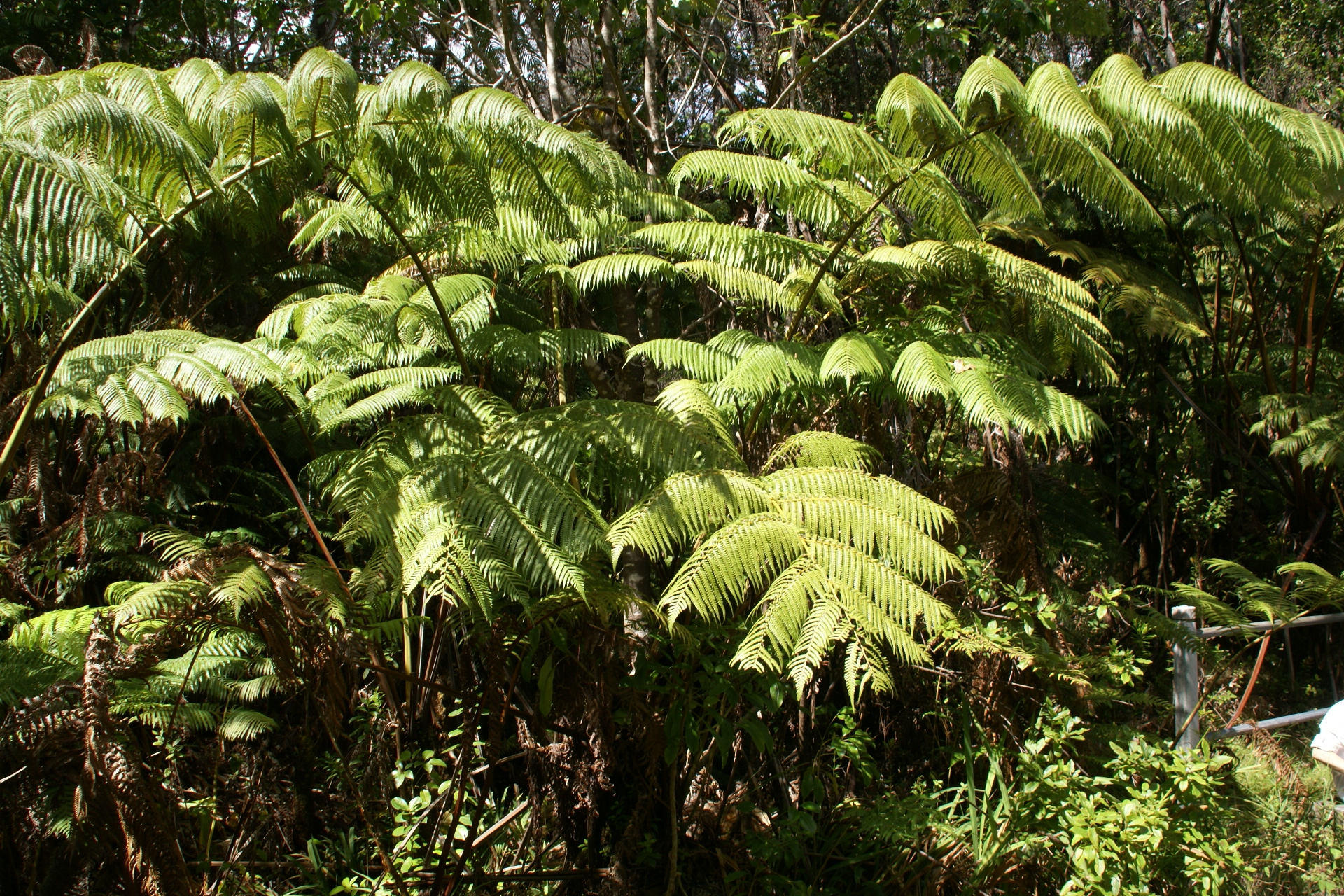 Pulu | Images of Old Hawaiʻi