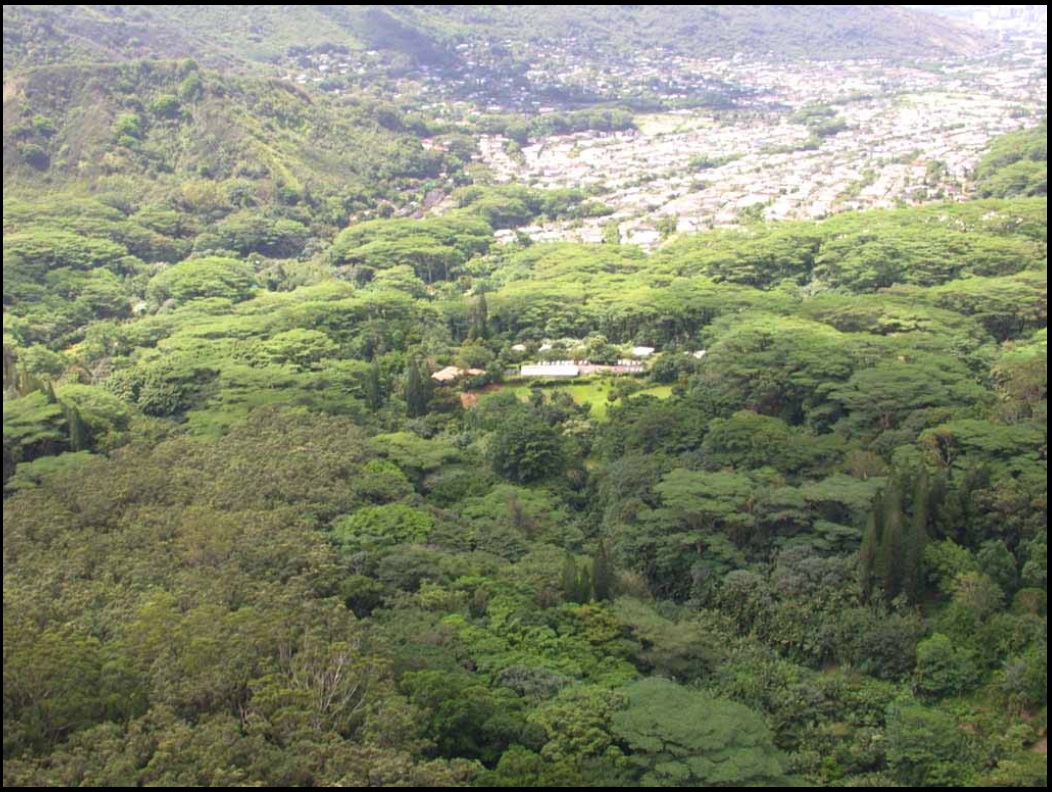 Mānoa Arboretum | Images of Old Hawaiʻi