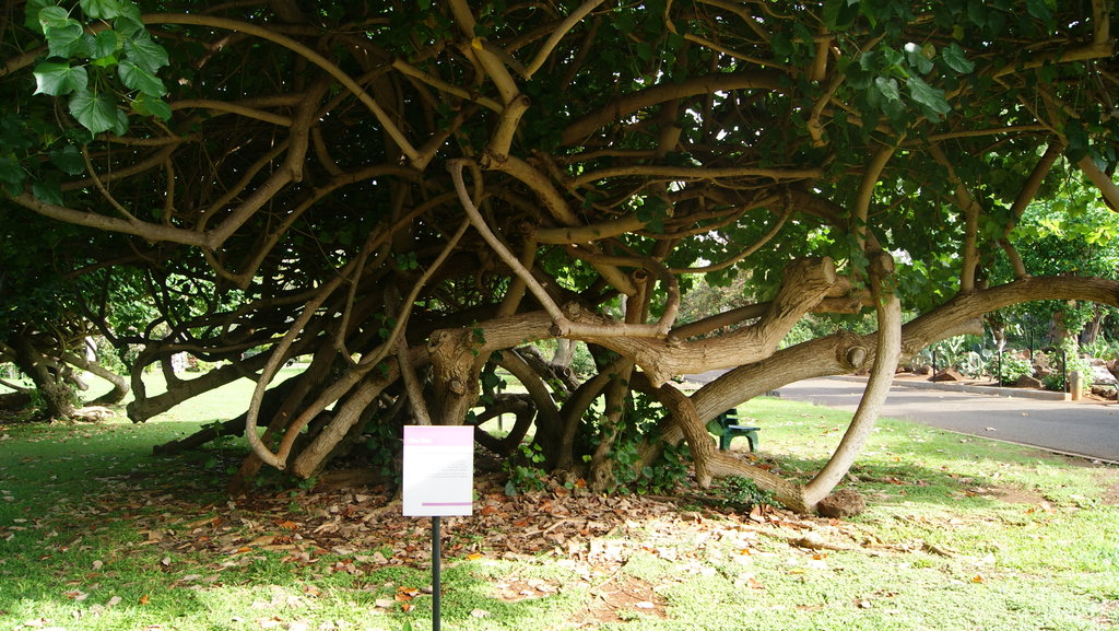 Hawaiian Woods – Hawaiian Royal Residences | Images of Old Hawaiʻi