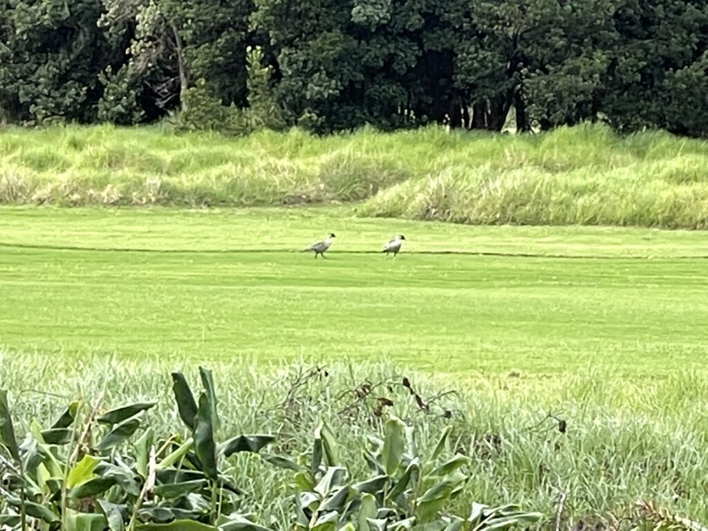 Volcano Golf Course | Images of Old Hawaiʻi