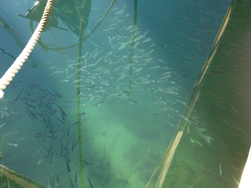 Nehu | Images of Old Hawaiʻi