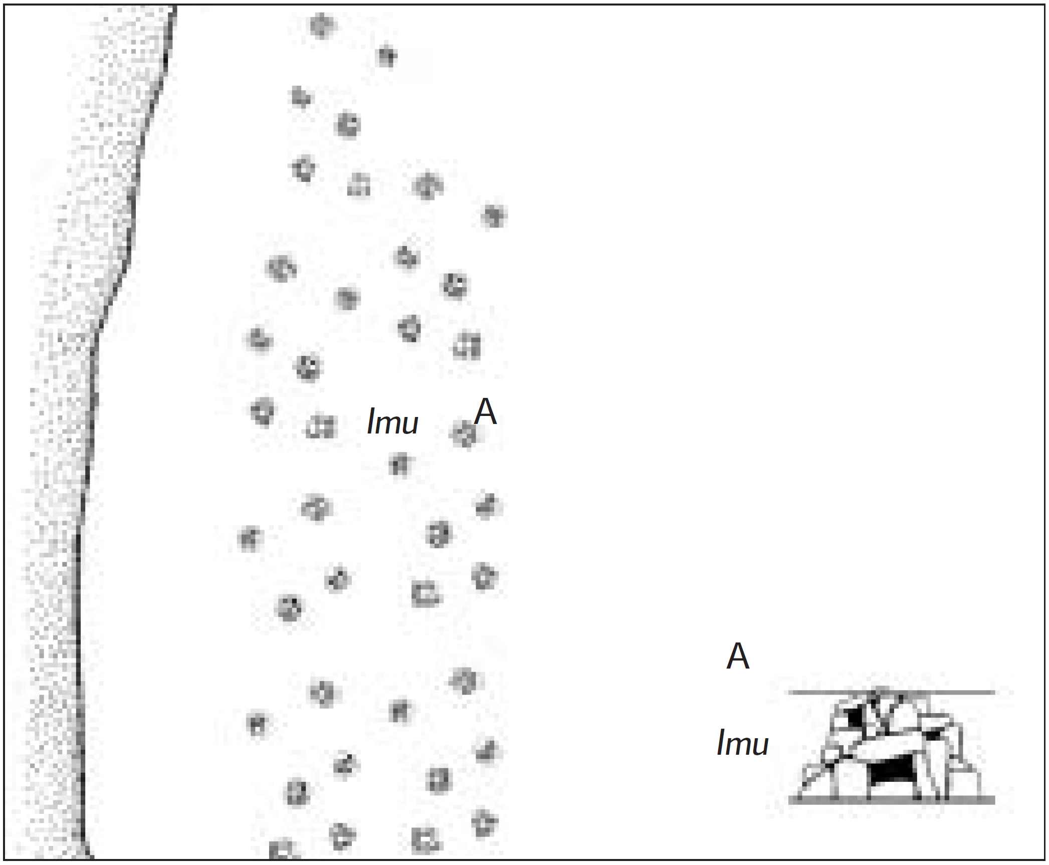 Umu | Images of Old Hawaiʻi