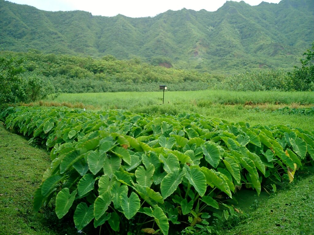 Kahana | Images of Old Hawaiʻi