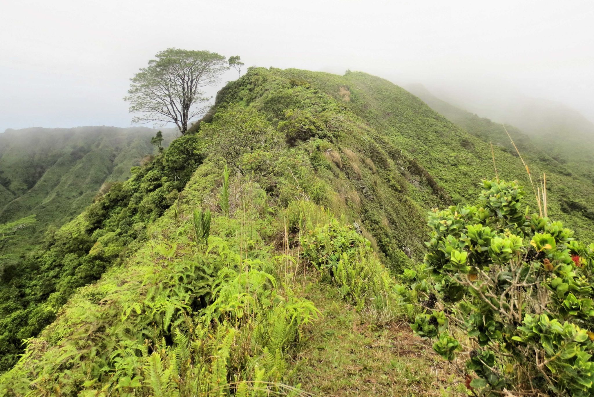 Kahili | Images of Old Hawaiʻi
