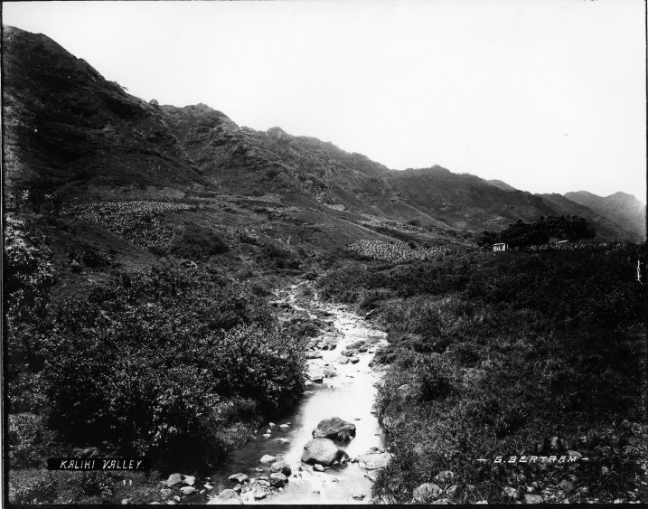 Apili | Images of Old Hawaiʻi