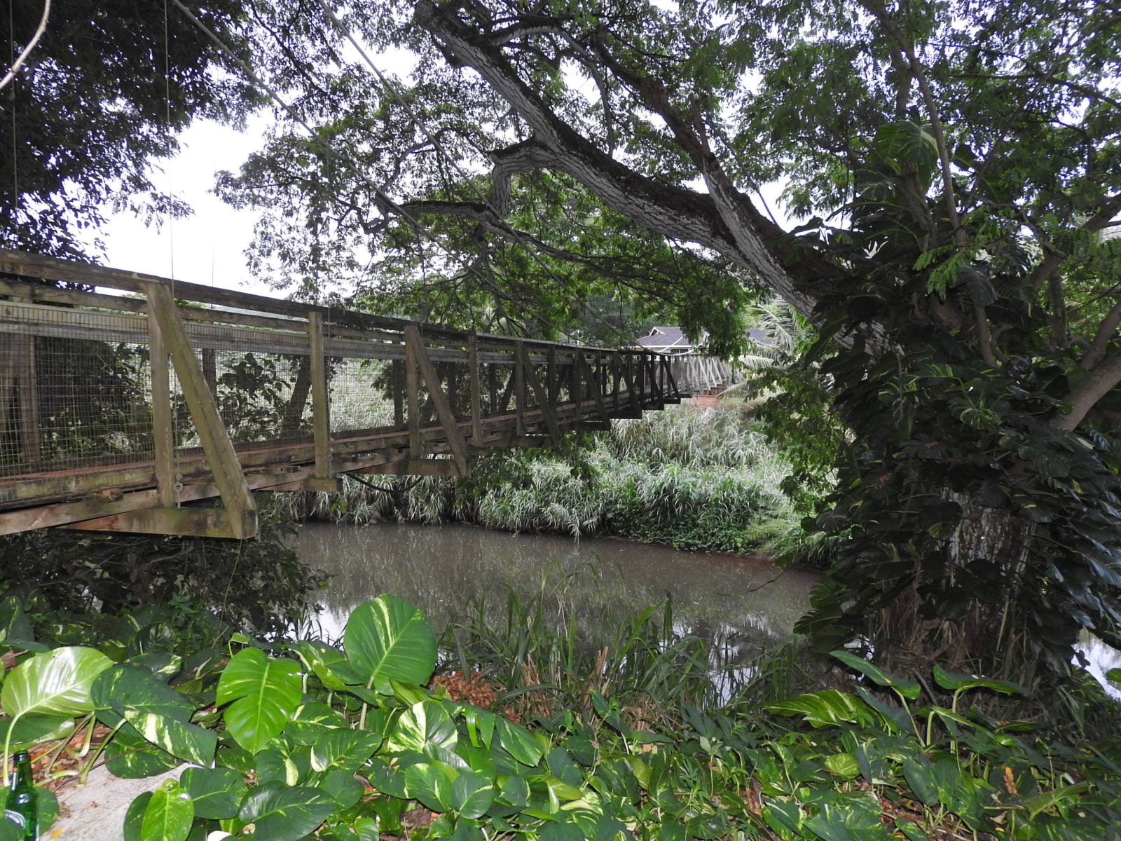 Pedestrian Suspension Bridges | Images of Old Hawaiʻi