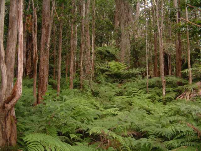 Protecting a Forest, Preserving a Culture | Images of Old Hawaiʻi