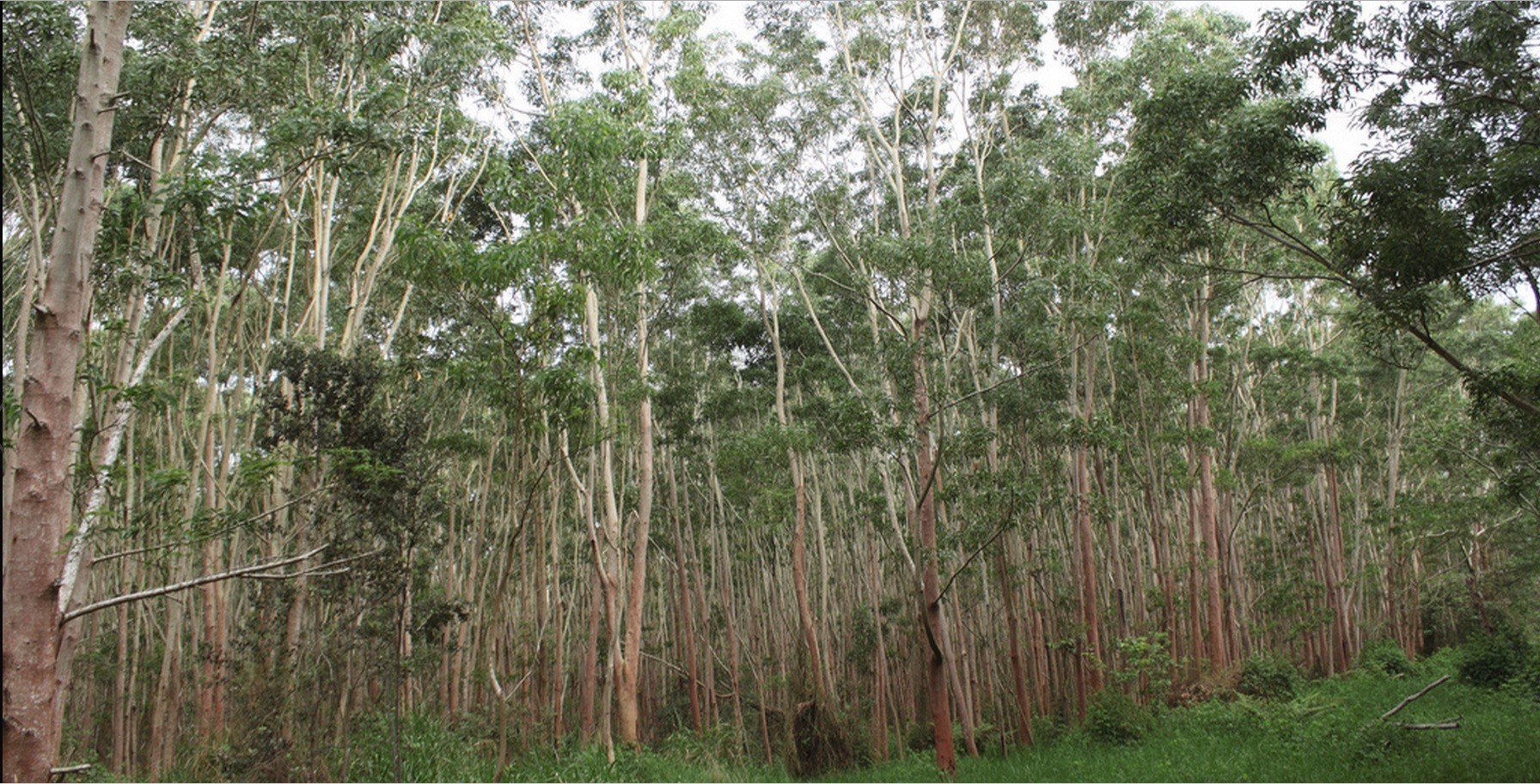 Protecting a Forest, Preserving a Culture | Images of Old Hawaiʻi