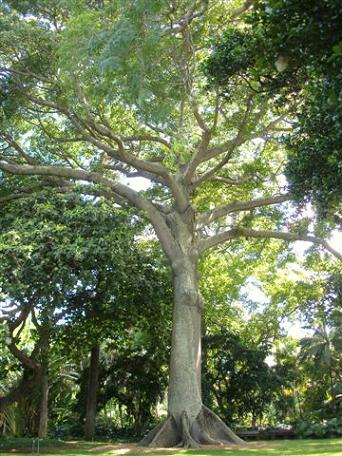 Foster Botanical Garden | Images of Old Hawaiʻi