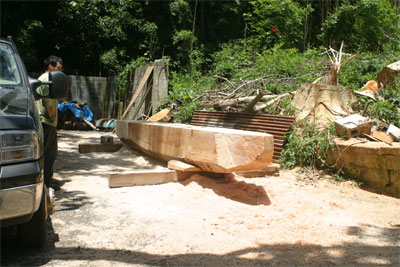 Protecting a Forest, Preserving a Culture | Images of Old Hawaiʻi