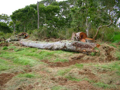 Protecting a Forest, Preserving a Culture | Images of Old Hawaiʻi