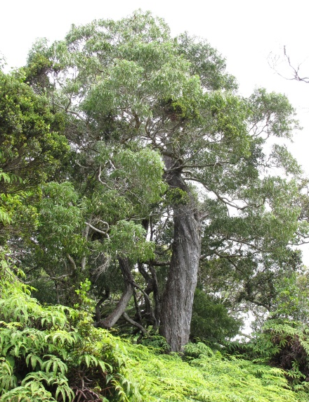 Protecting a Forest, Preserving a Culture | Images of Old Hawaiʻi