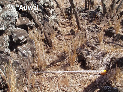 Kōloa Field System | Images of Old Hawaiʻi