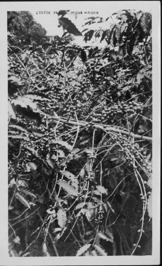 Captain Cook | Images of Old Hawaiʻi