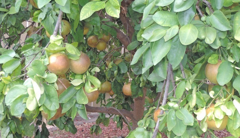 Kona Oranges | Images of Old Hawaiʻi