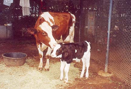 Lani Moo | Images of Old Hawaiʻi