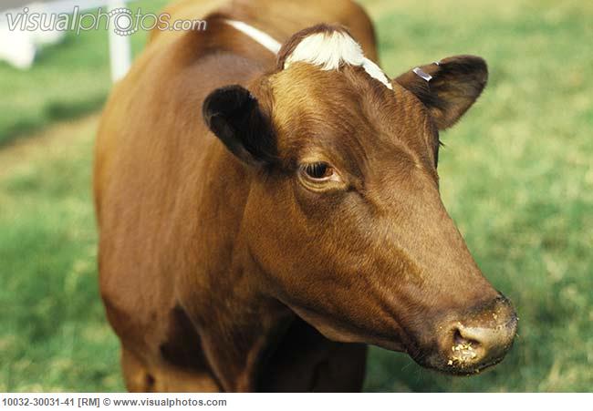 Lani Moo | Images of Old Hawaiʻi