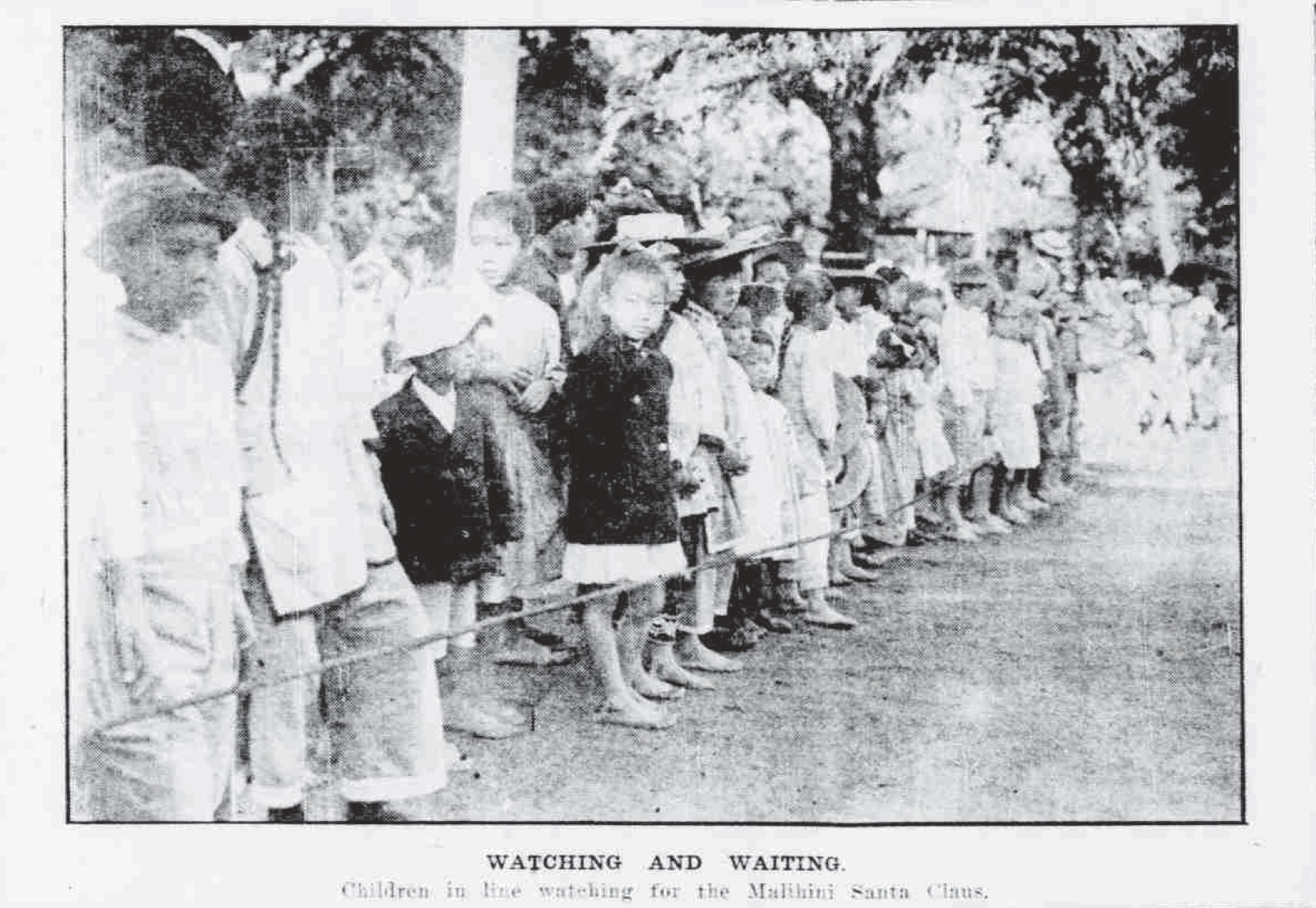 Malihini Tree | Images of Old Hawaiʻi