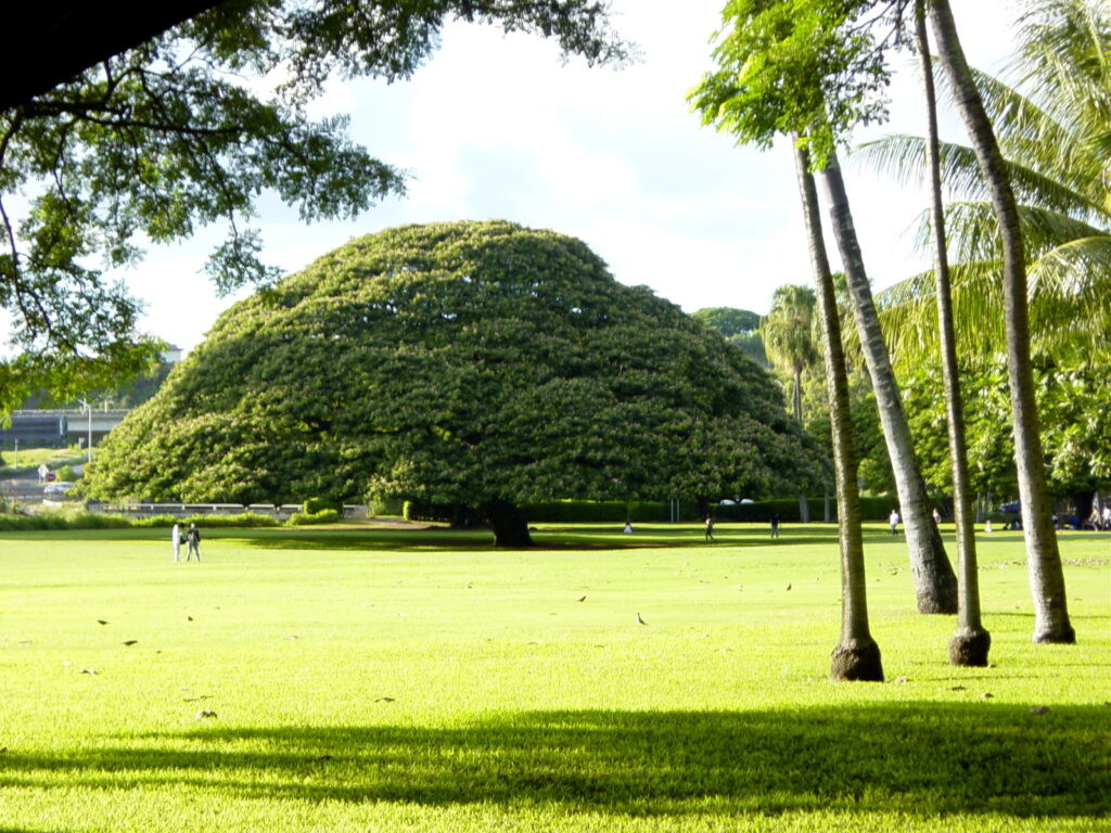 Monkeypod | Images of Old Hawaiʻi