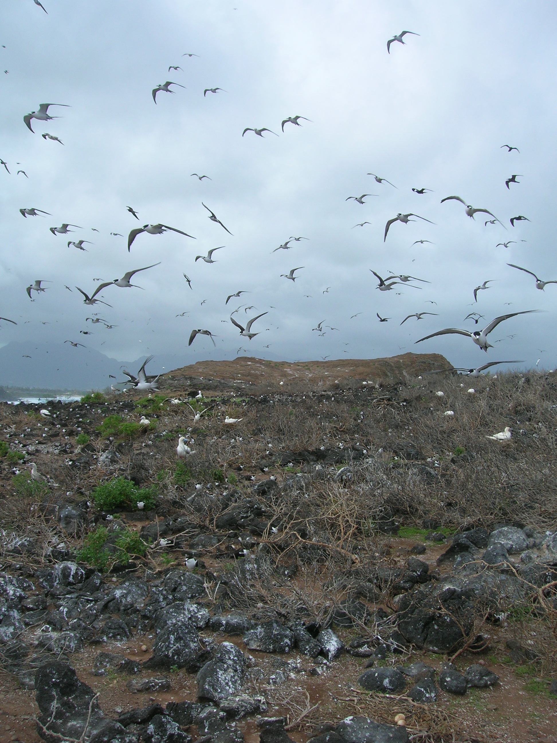 Moku Manu | Images of Old Hawaiʻi