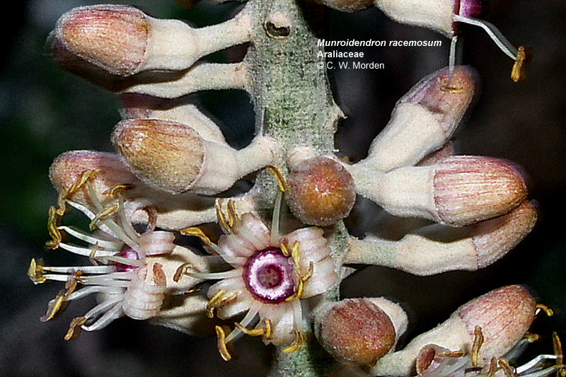 Na Lāʻau Arboretum | Images of Old Hawaiʻi