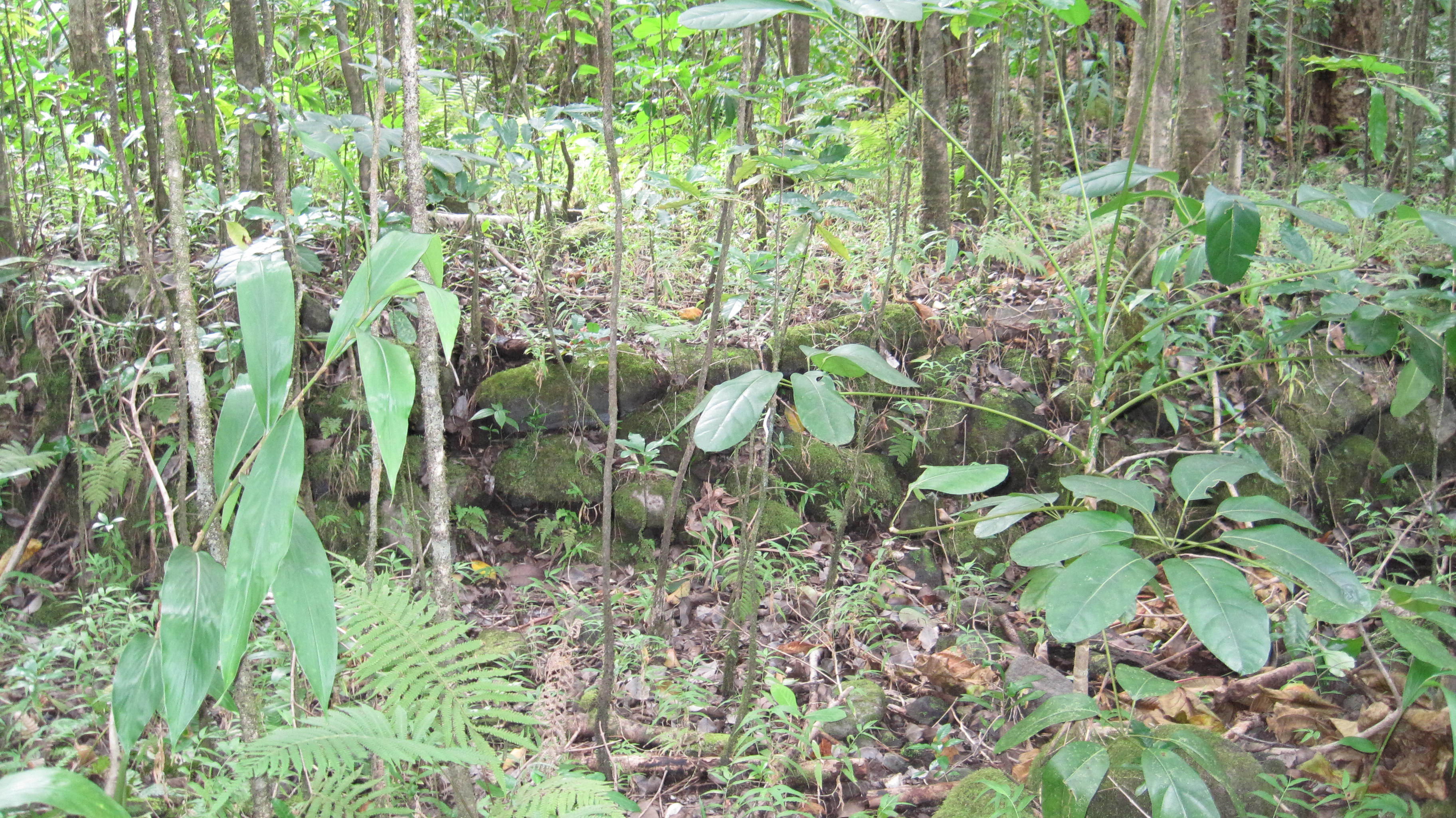 Settlement & Agricultural Development | Images of Old Hawaiʻi