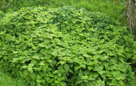 Olonā | Images of Old Hawaiʻi